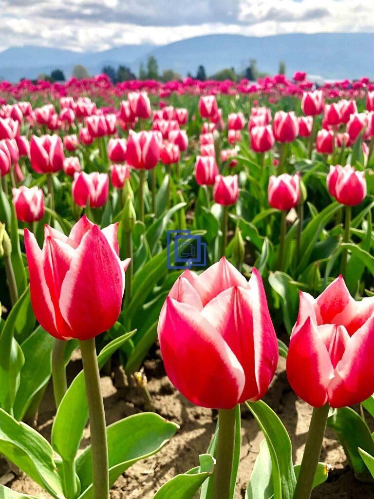 Dutch Beauty - D'or Art Consultants: Full-service Art Consulting in ...